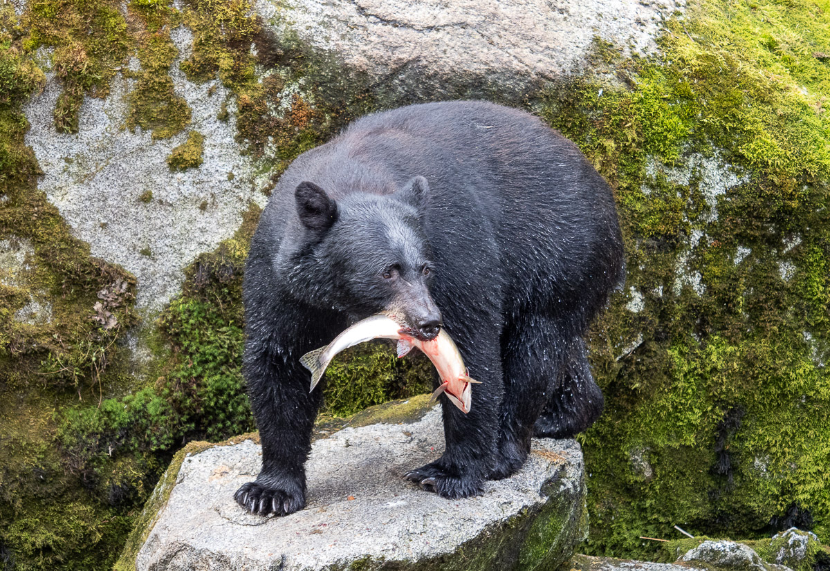 Anan Photo Tour 2027 - Alaska Photo Tours