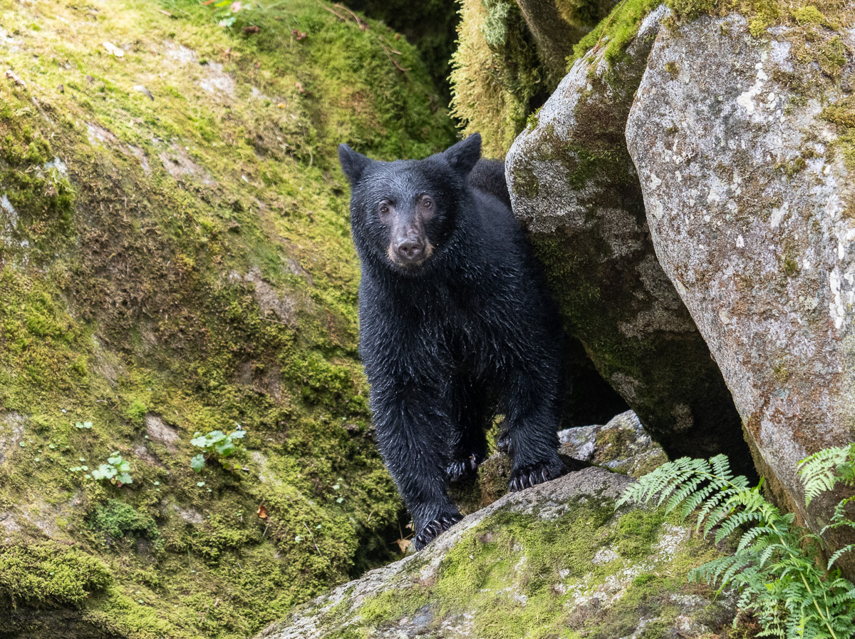 Anan Photo Tour 2027 - Alaska Photo Tours
