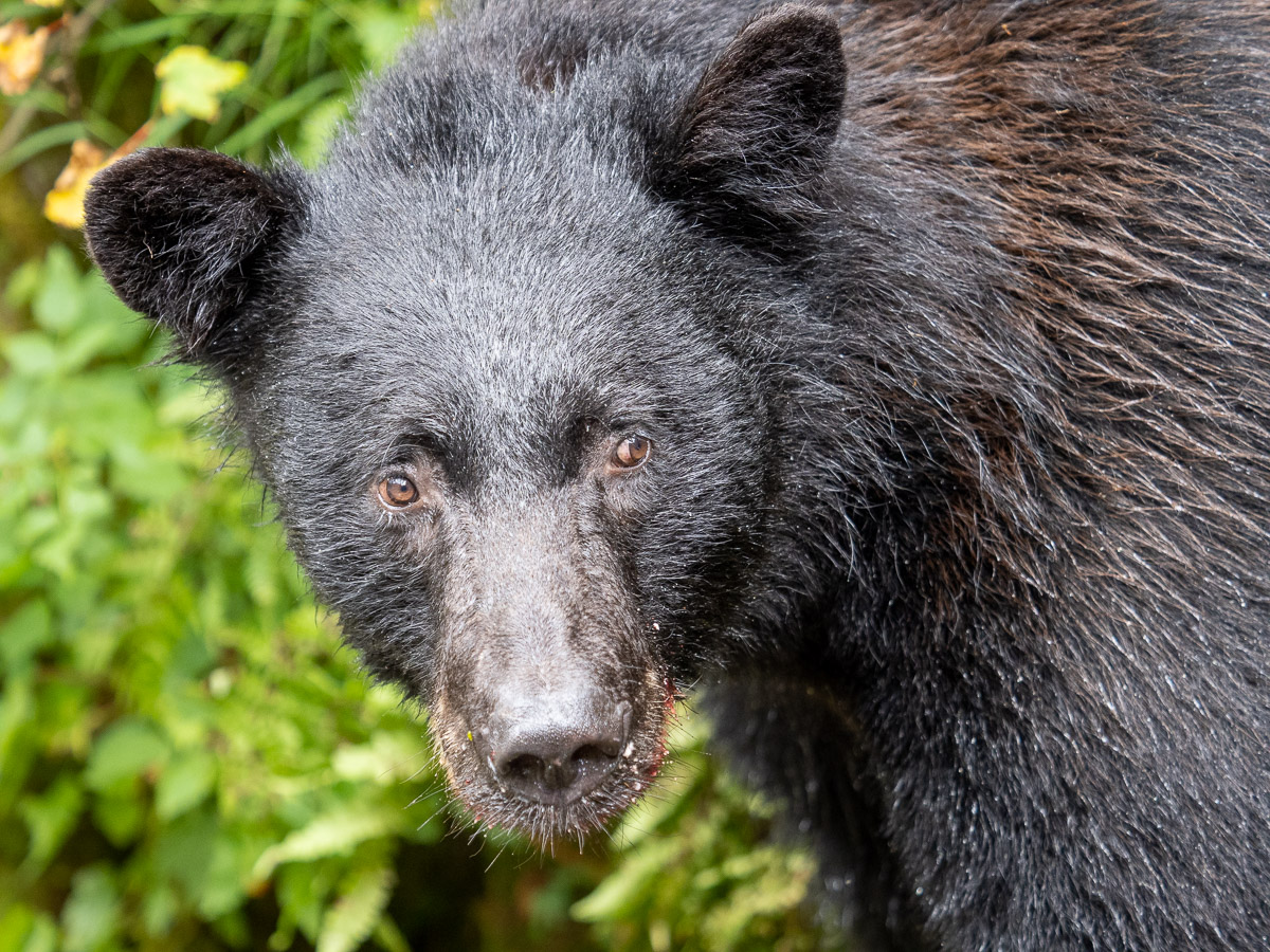 Anan Photo Tour 2027 - Alaska Photo Tours