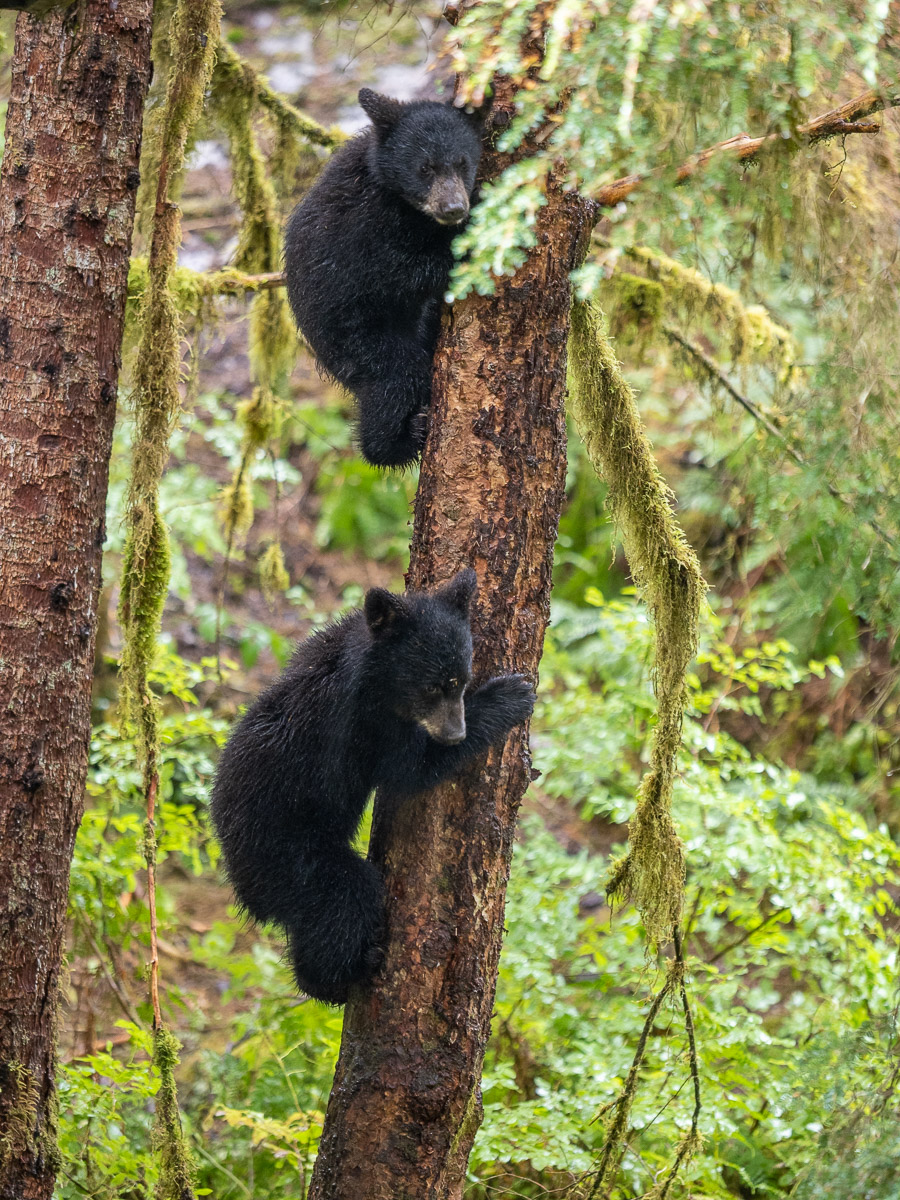 Anan Photo Tour 2027 - Alaska Photo Tours