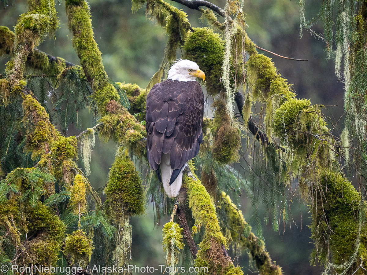 Anan Photo Tour 2027 - Alaska Photo Tours