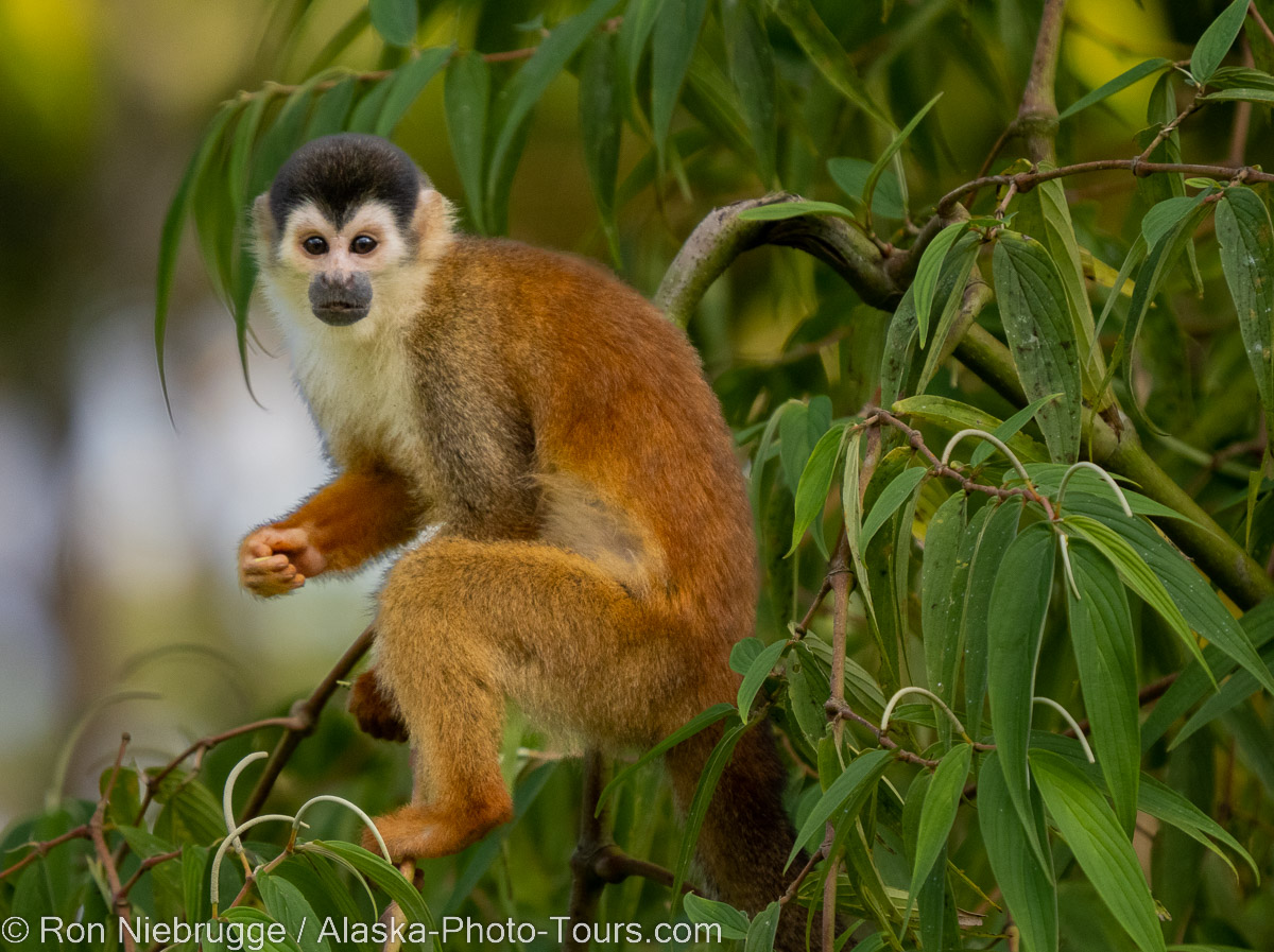 Costa Rica Photo Tour - Osa Peninsula