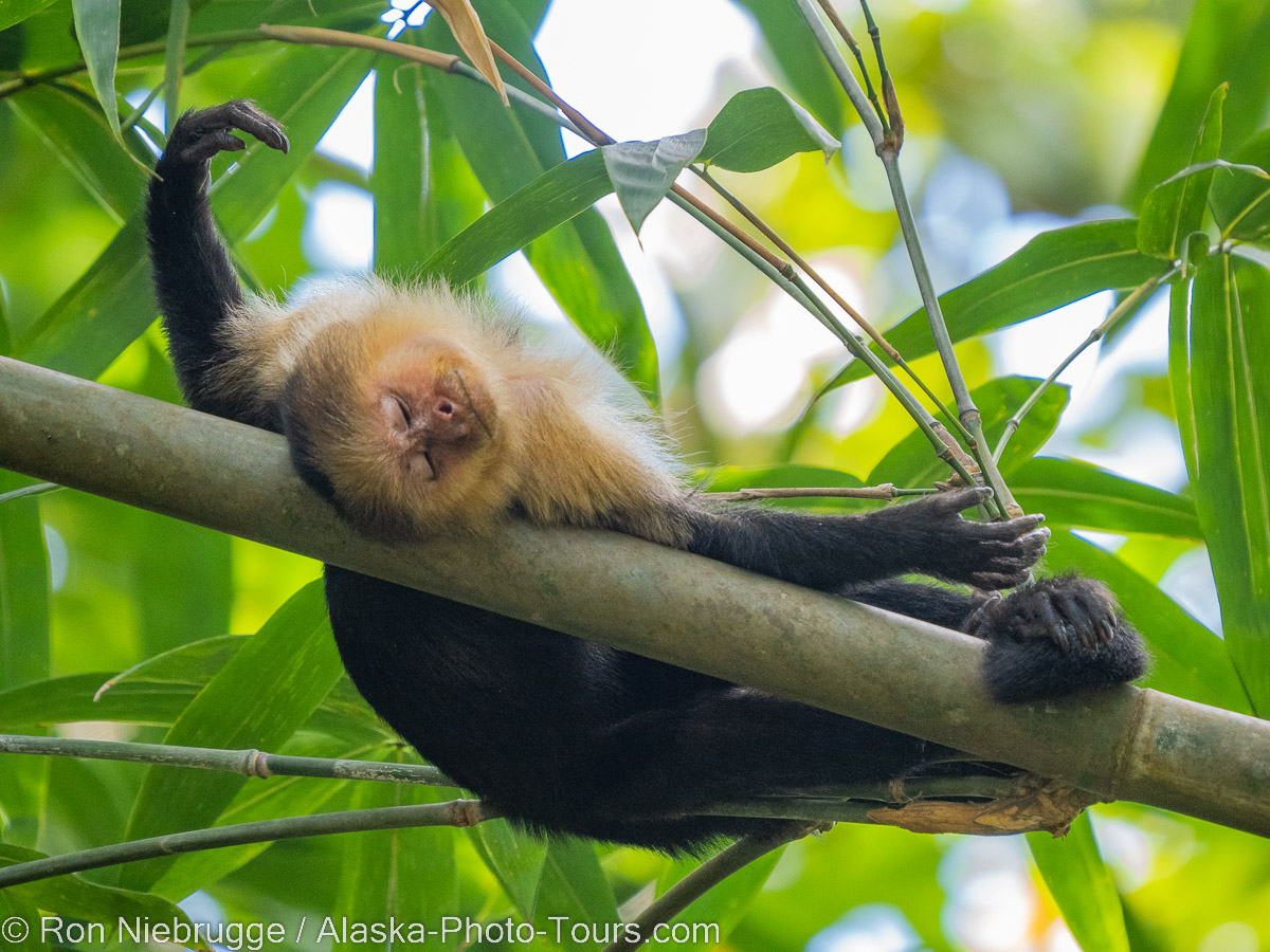 Costa Rica Photo Tour - Osa Peninsula