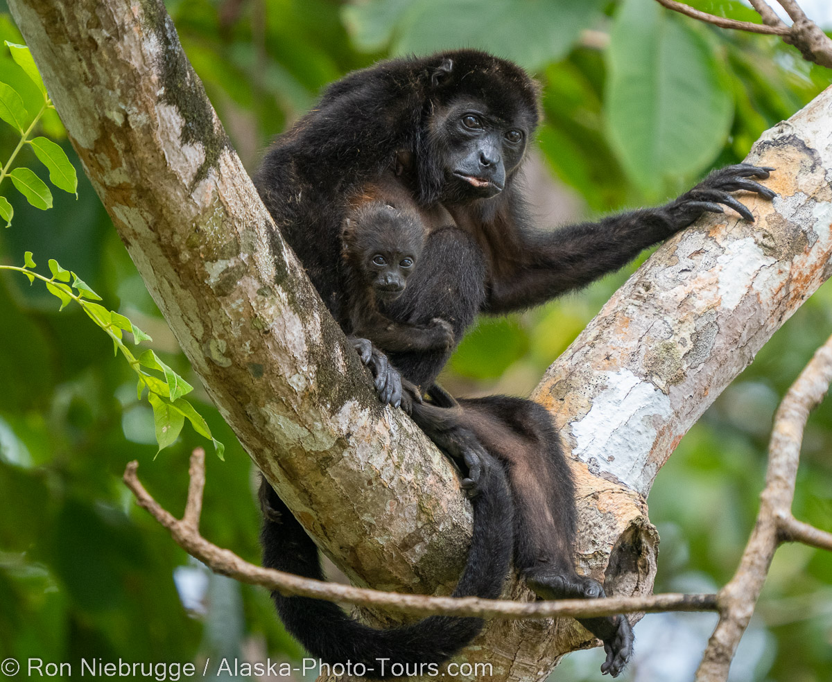 Costa Rica Photo Tour - Osa Peninsula