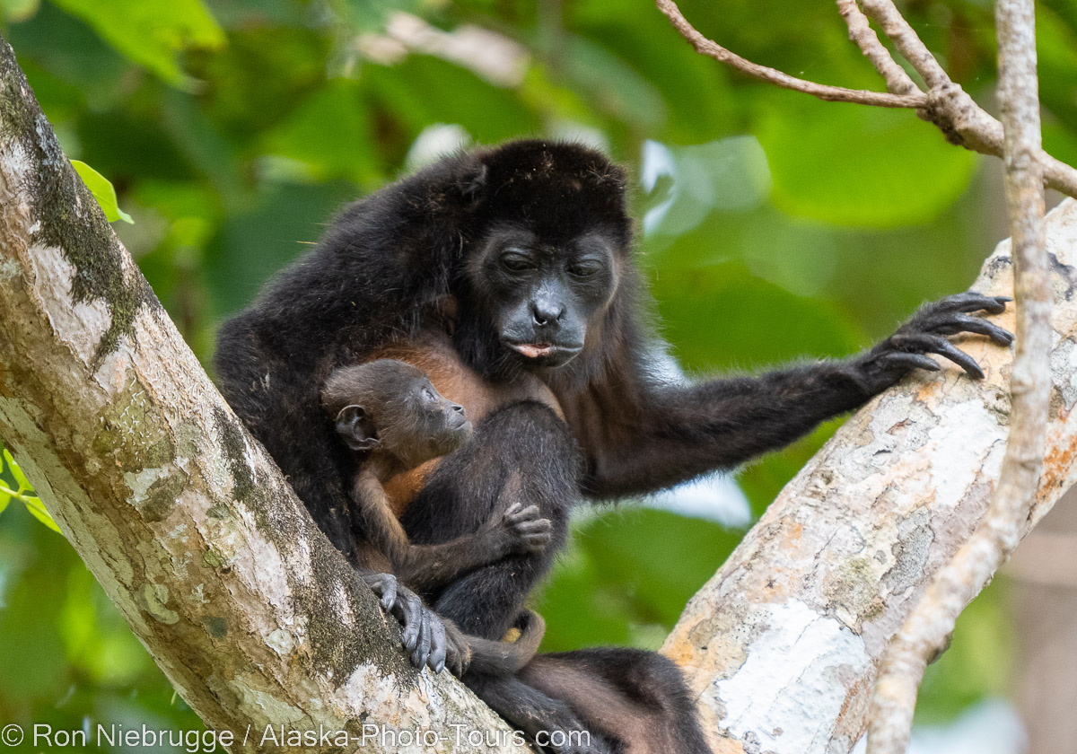 Costa Rica Photo Tour - Osa Peninsula