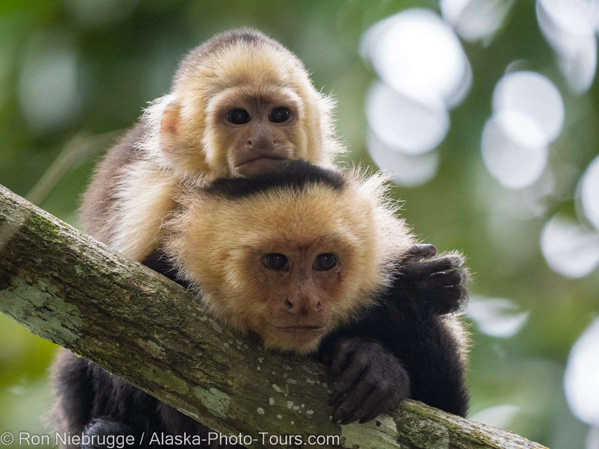 Costa Rica Photo Tour - Osa Peninsula
