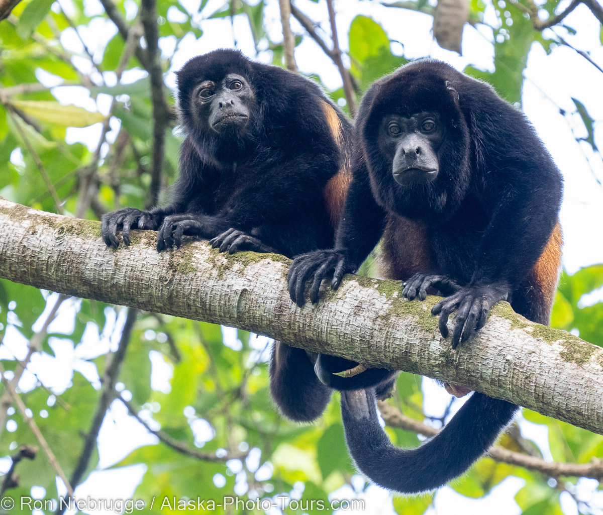 Costa Rica Photo Tour - Osa Peninsula