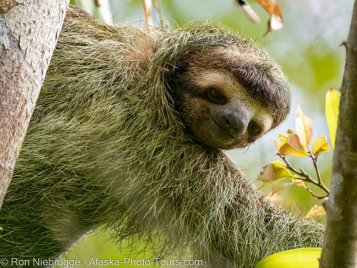 Costa Rica Photo Tour - Osa Peninsula