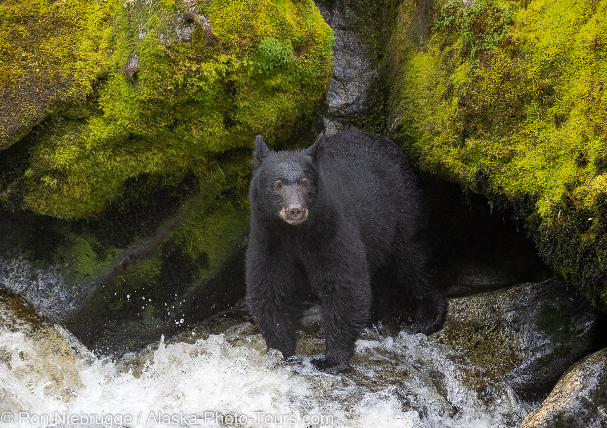 Anan Photo Tour 2027 - Alaska Photo Tours